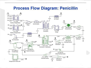 Penicillium Chrysogenum Diagram