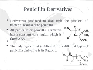 Penicillium Chrysogenum Slide