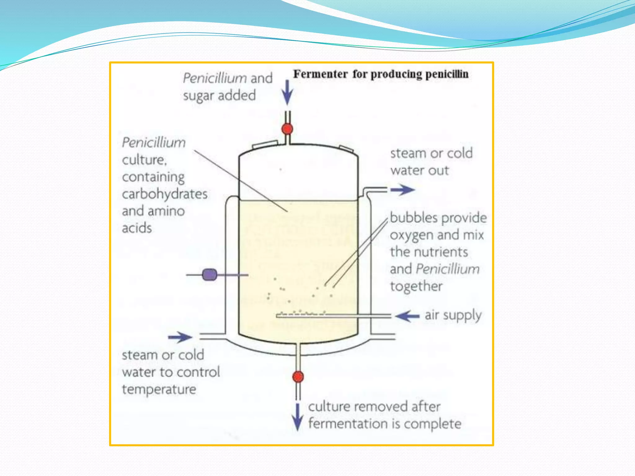 Penicillin production | PPTX