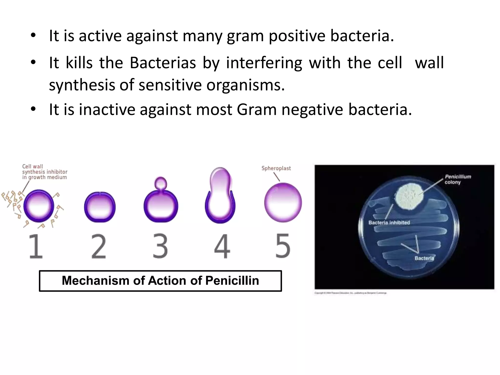 Penicillin production fermentation | PDF