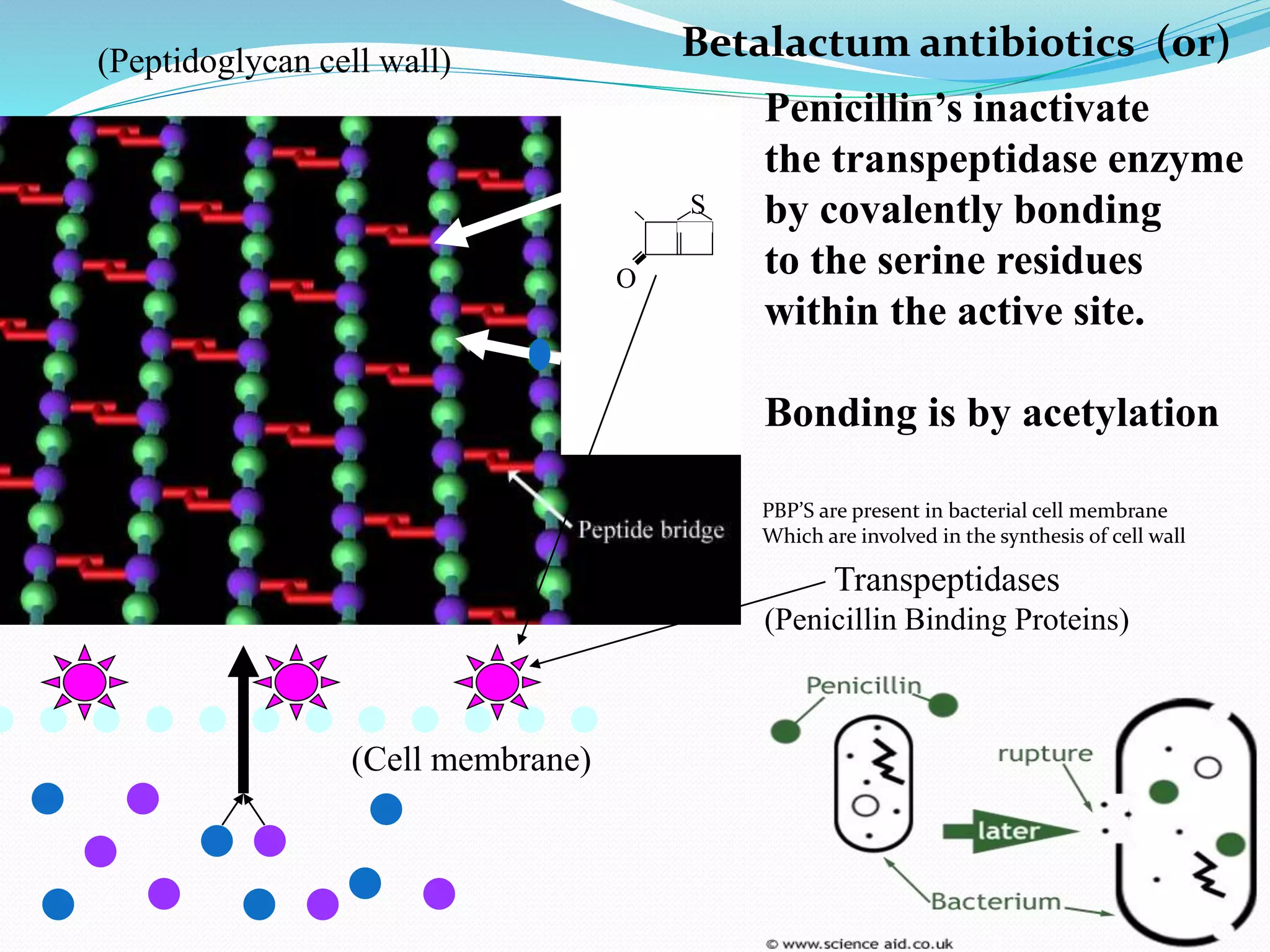 Penicillins by Dr. Panchumarthy Ravisankar M.Pharm., Ph.D. | PPTX