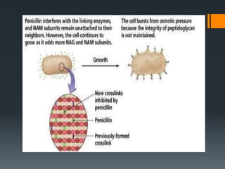 Penicillins | PPTX