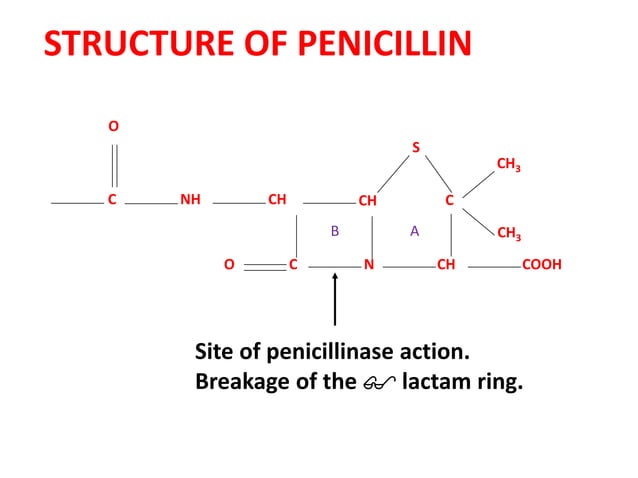 Penicillins | PPTX | Infectious Diseases | Diseases and Conditions