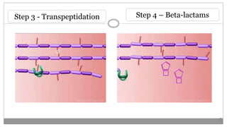 penicillins -shfiusdfhisudifnsuidilsidfisDLIluisnpptx | PPT