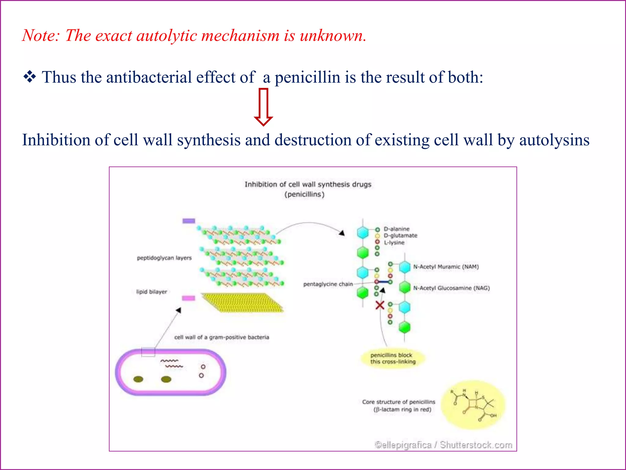 Penicillins- Mechanism of action, Antimicrobial spectrum ...