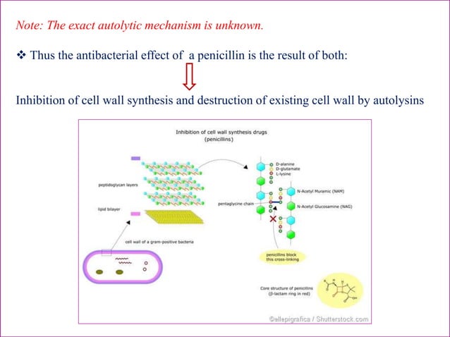 Penicillins- Mechanism of action, Antimicrobial spectrum ...