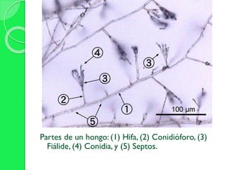 Penicillium | PPTX