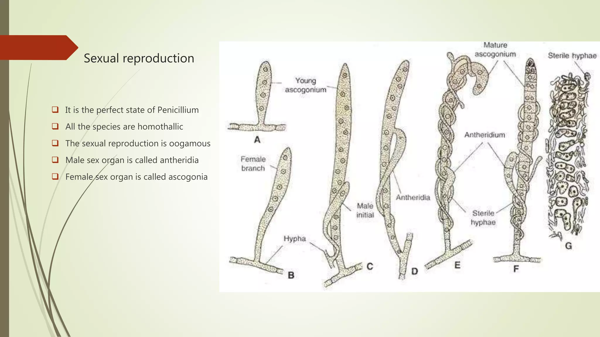 Penicillium | PPTX