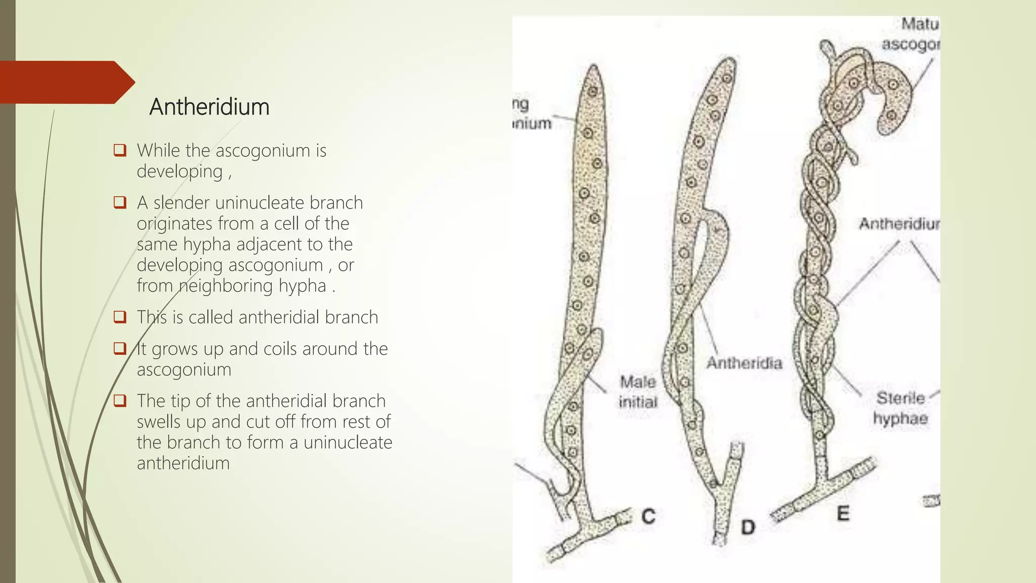 Penicillium | PPTX