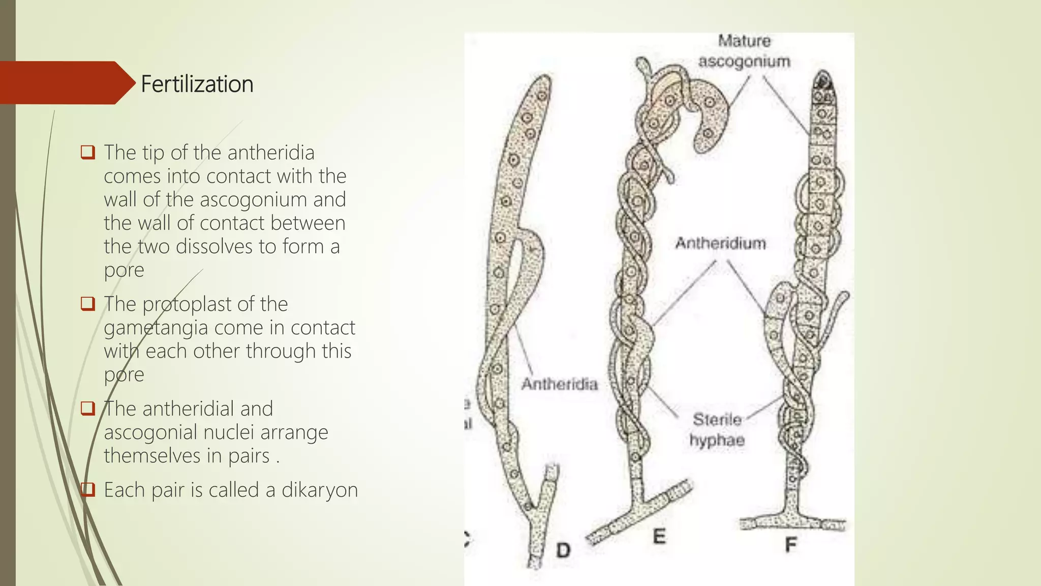 Penicillium Pptx