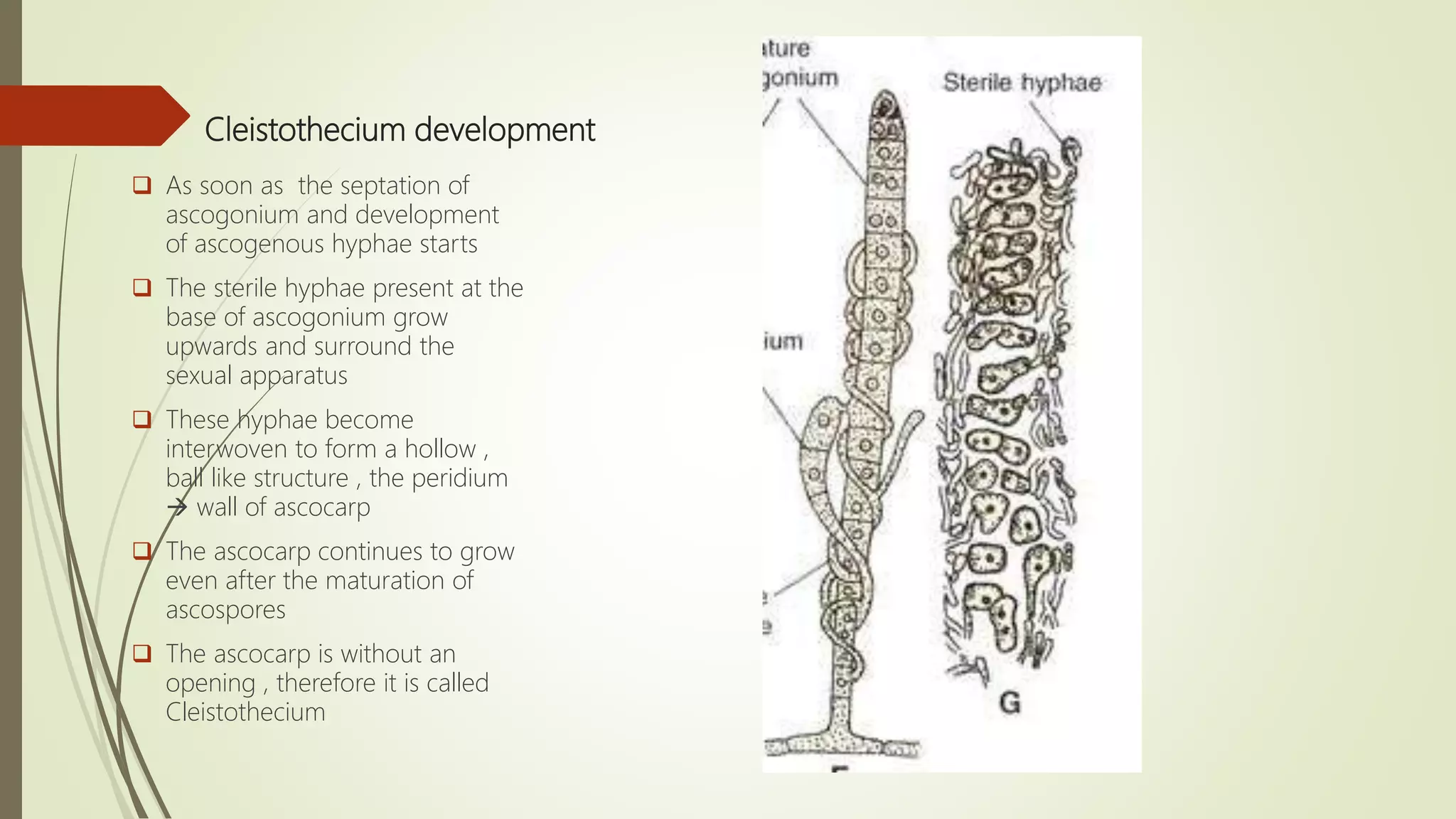 Penicillium | PPTX