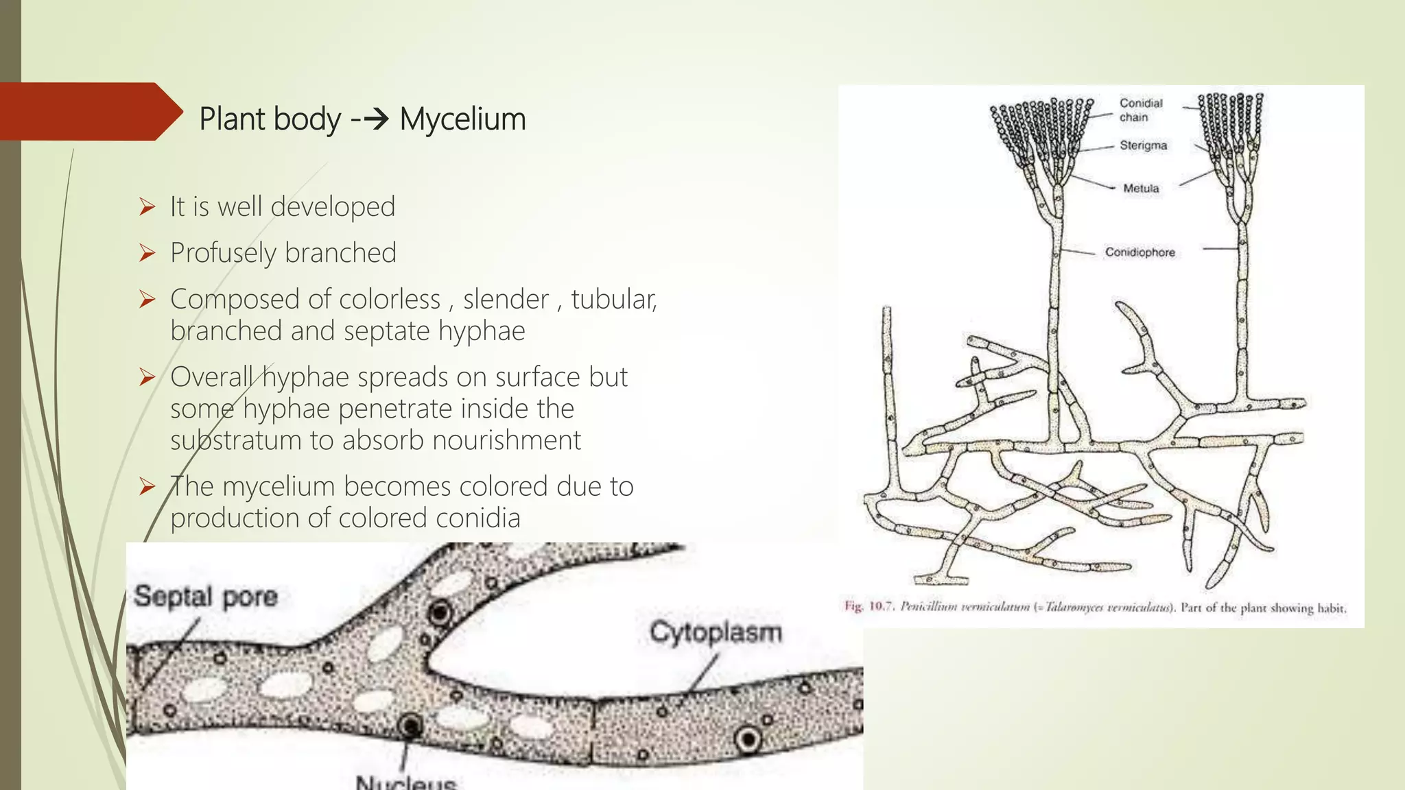 Penicillium Pptx
