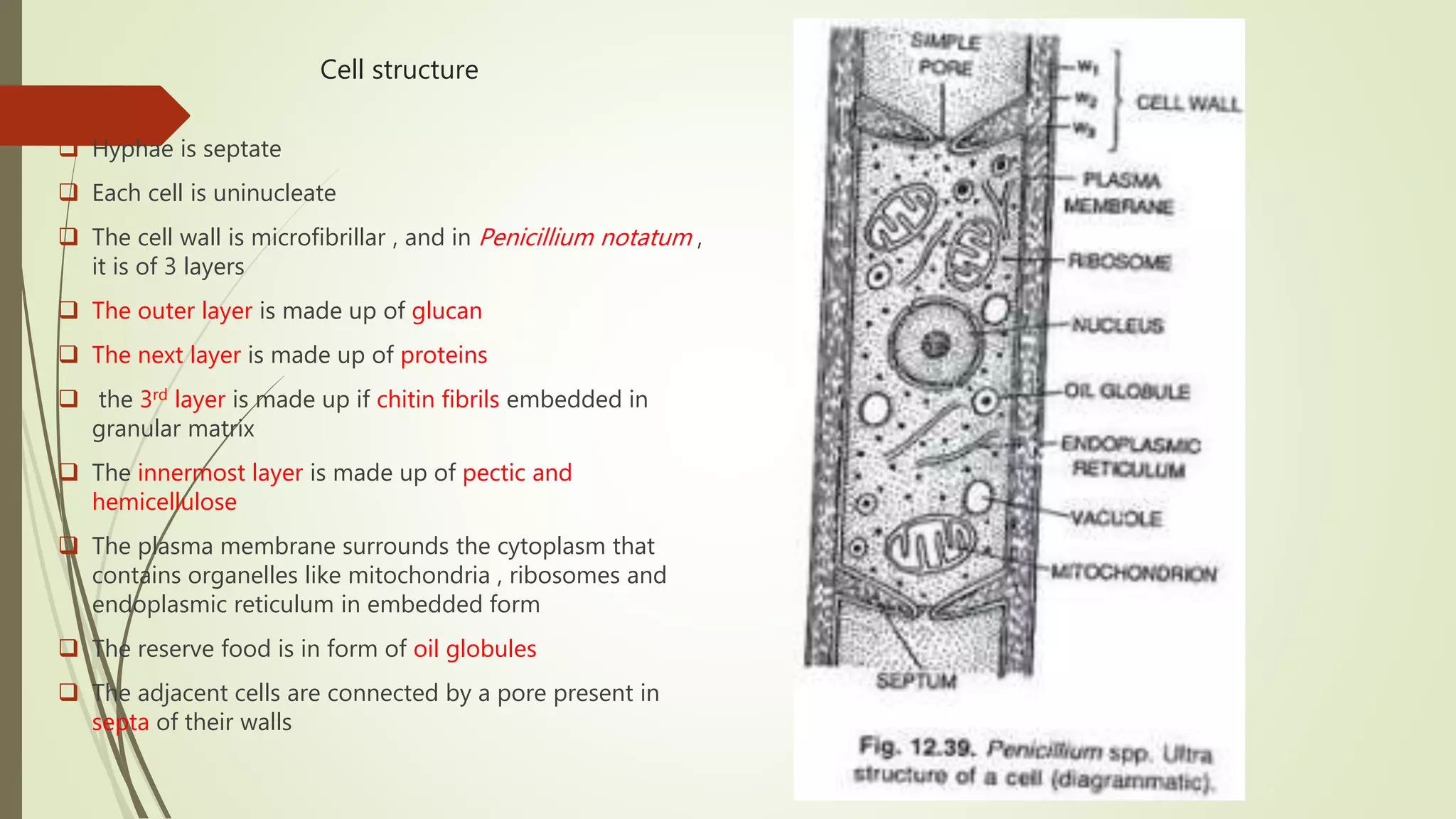Penicillium | PPTX