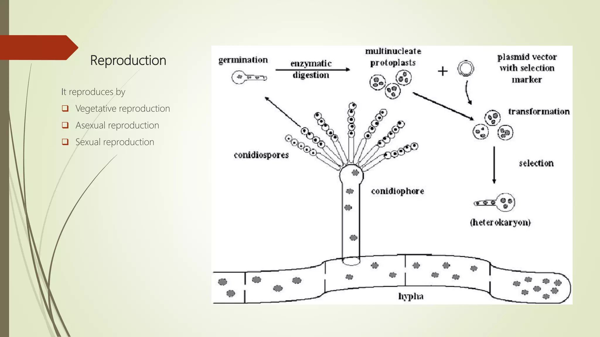 Penicillium | PPTX