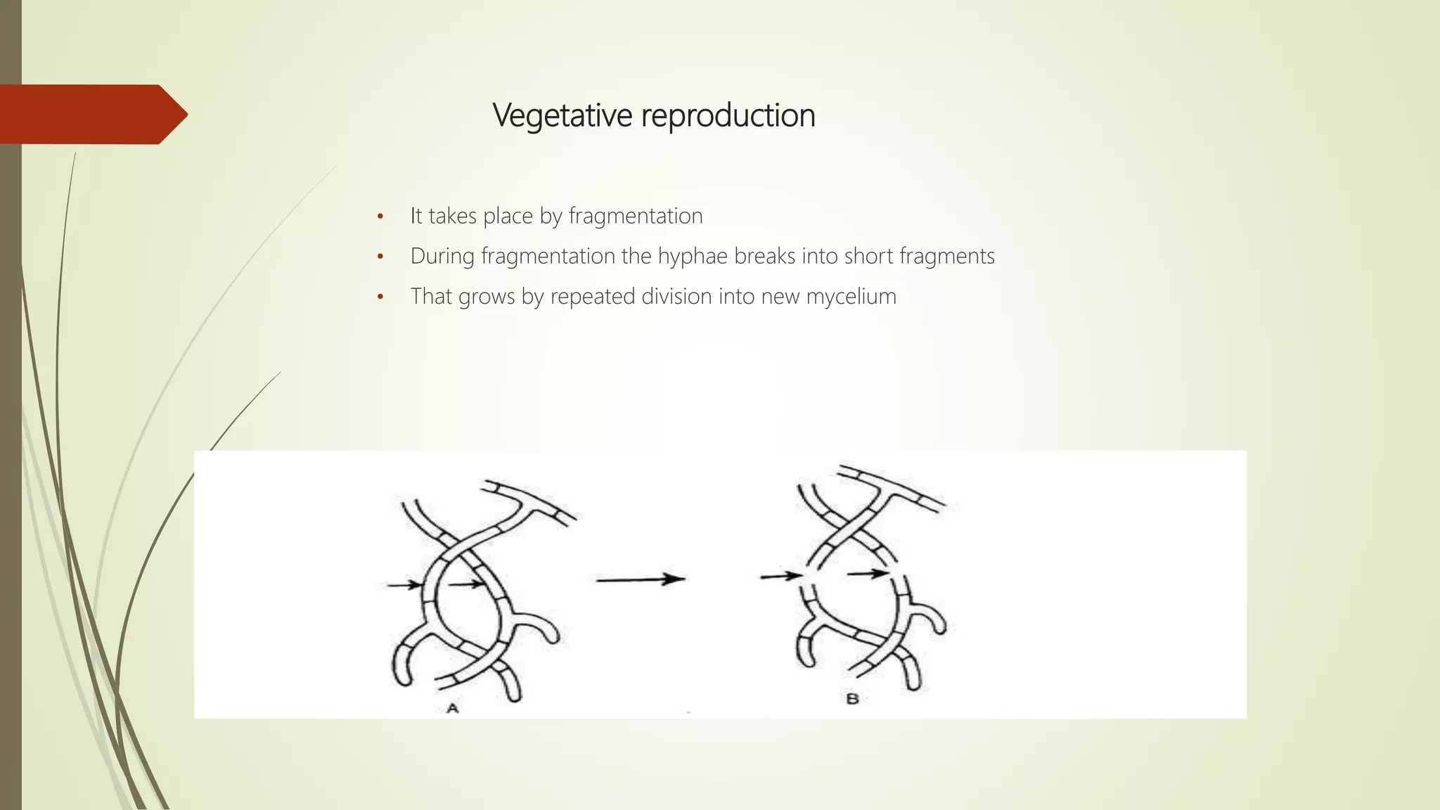 Penicillium Pptx
