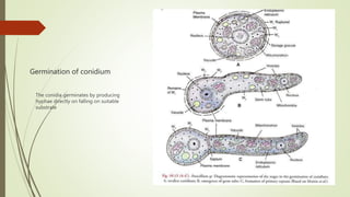 Penicillium | PPTX