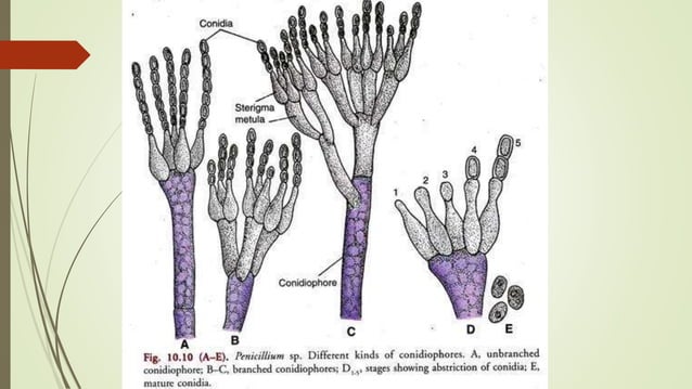 Penicillium | PPTX