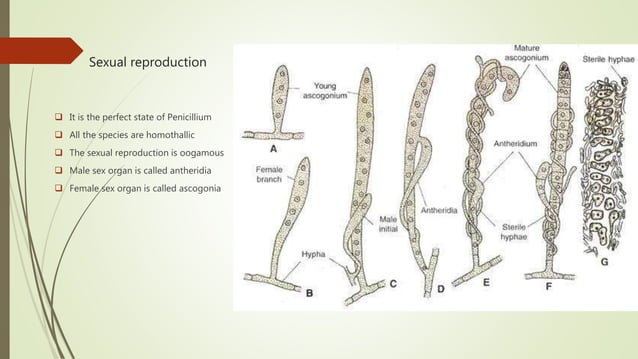 Penicillium | PPTX
