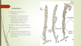 Penicillium | PPTX