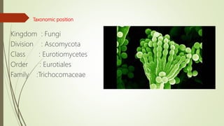 Penicillium | PPTX