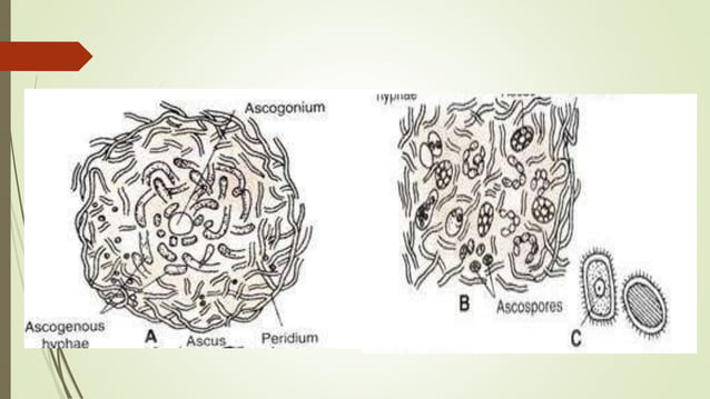 Penicillium Pptx