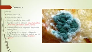 Penicillium | PPTX