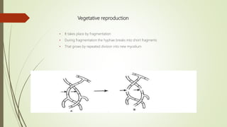 Penicillium | PPTX