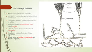 Penicillium Slide Labeled