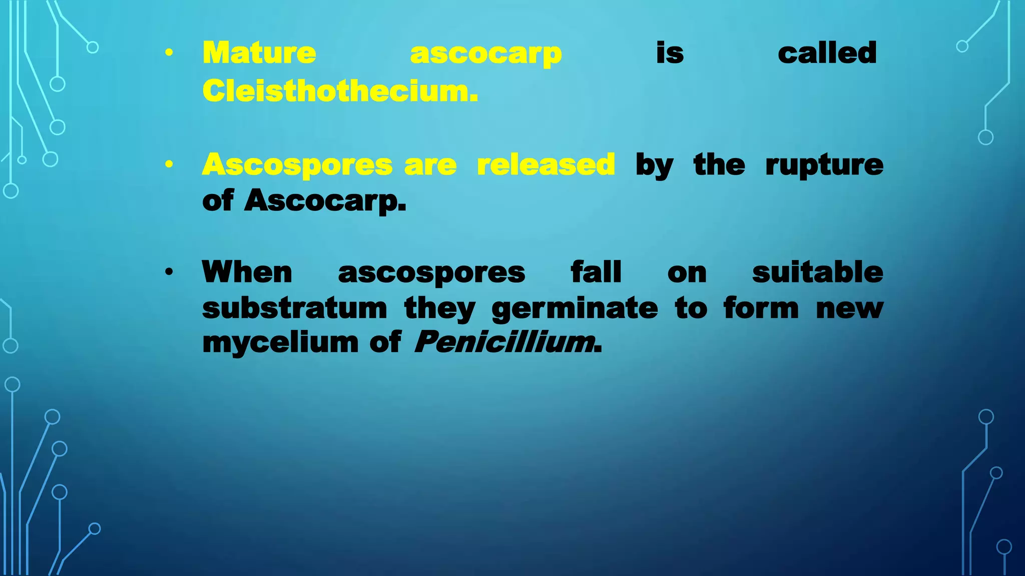 Penicillium fungi | PPTX