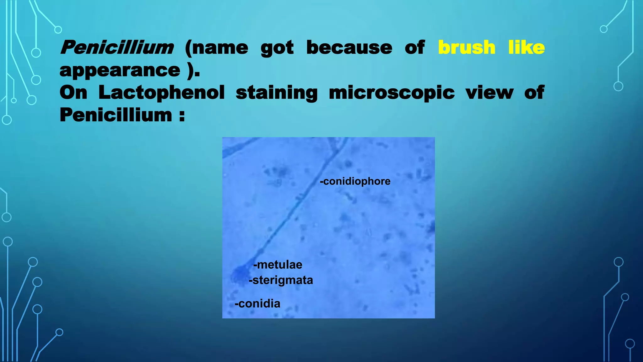 Penicillium fungi | PPTX