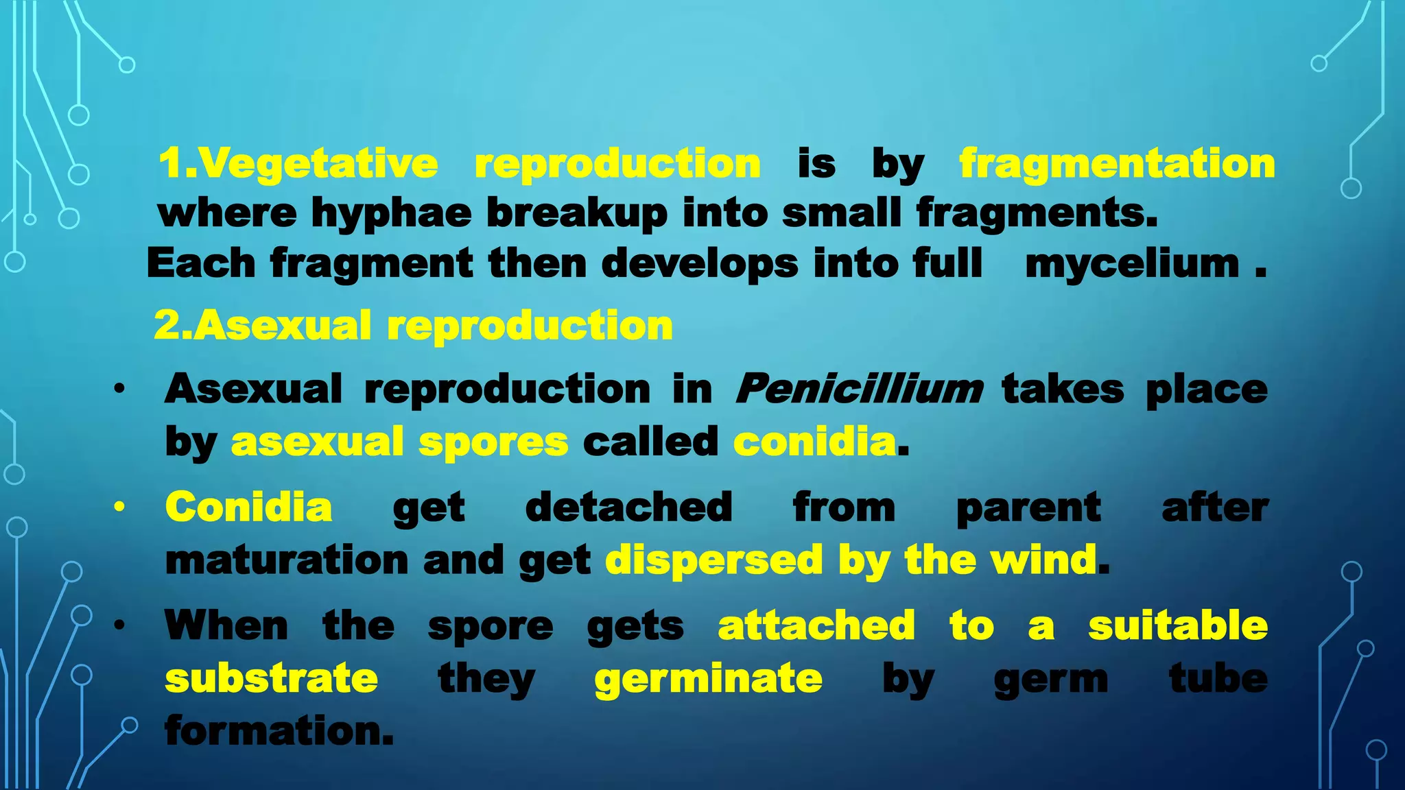 Penicillium fungi | PPTX