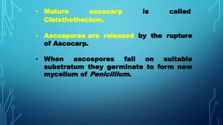 Penicillium fungi | PPTX