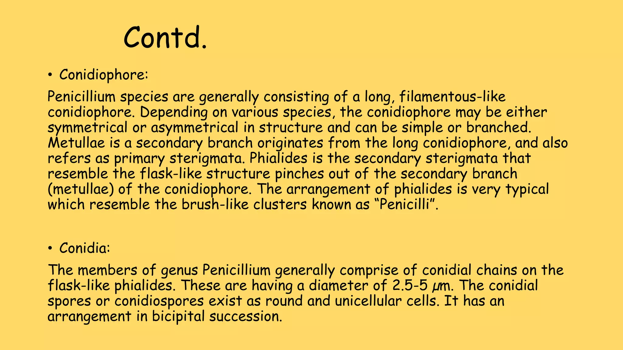 Penicillium Ppt Pptx