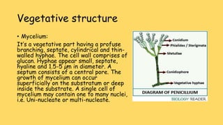 Penicillium ppt | PPTX