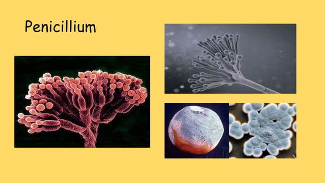 Penicillium Ppt Ppt