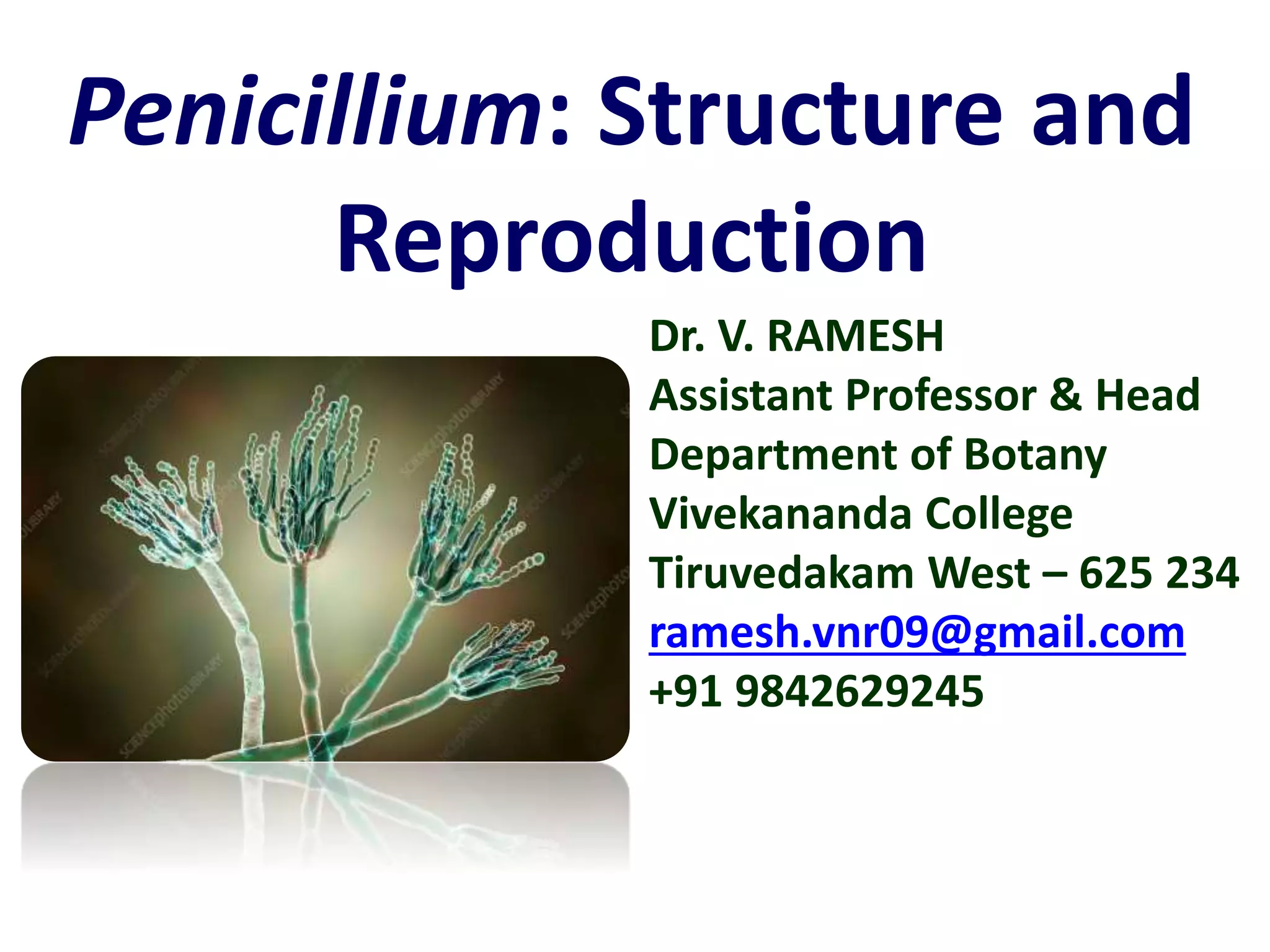 Penicillium structure and reproduction | PPT | Biological Sciences ...