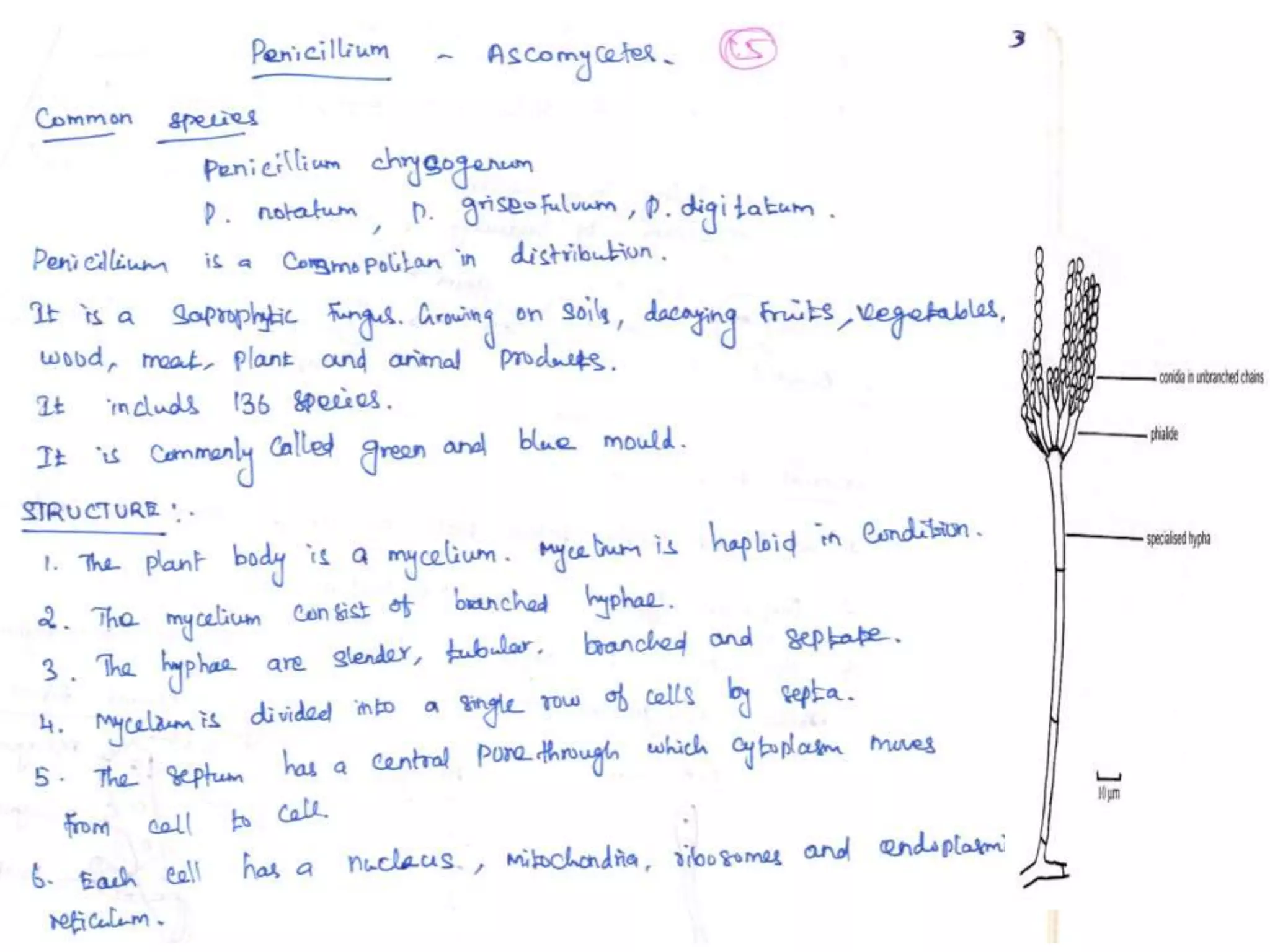 Penicillium structure and reproduction | PPT