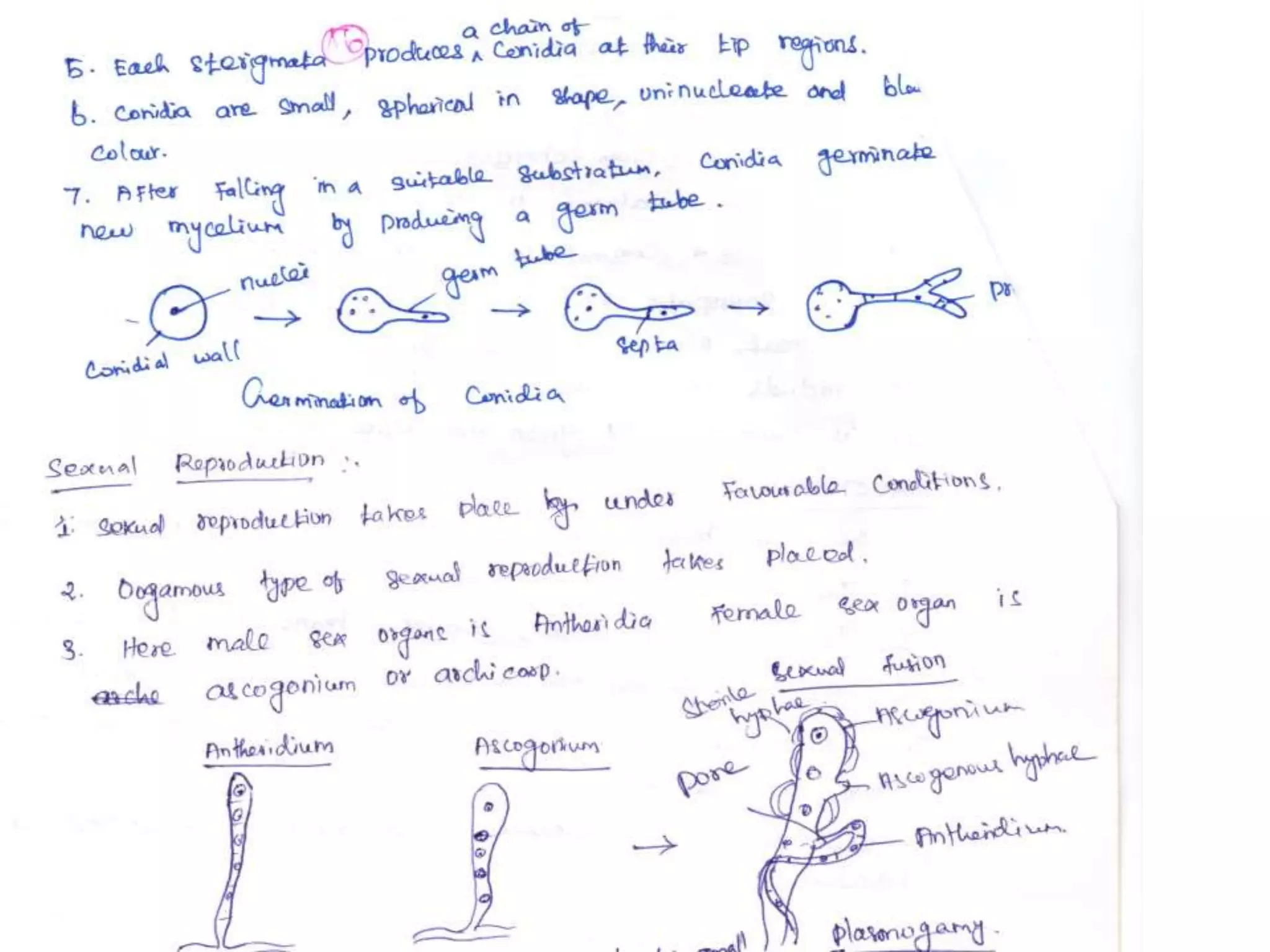 Penicillium structure and reproduction | PPT
