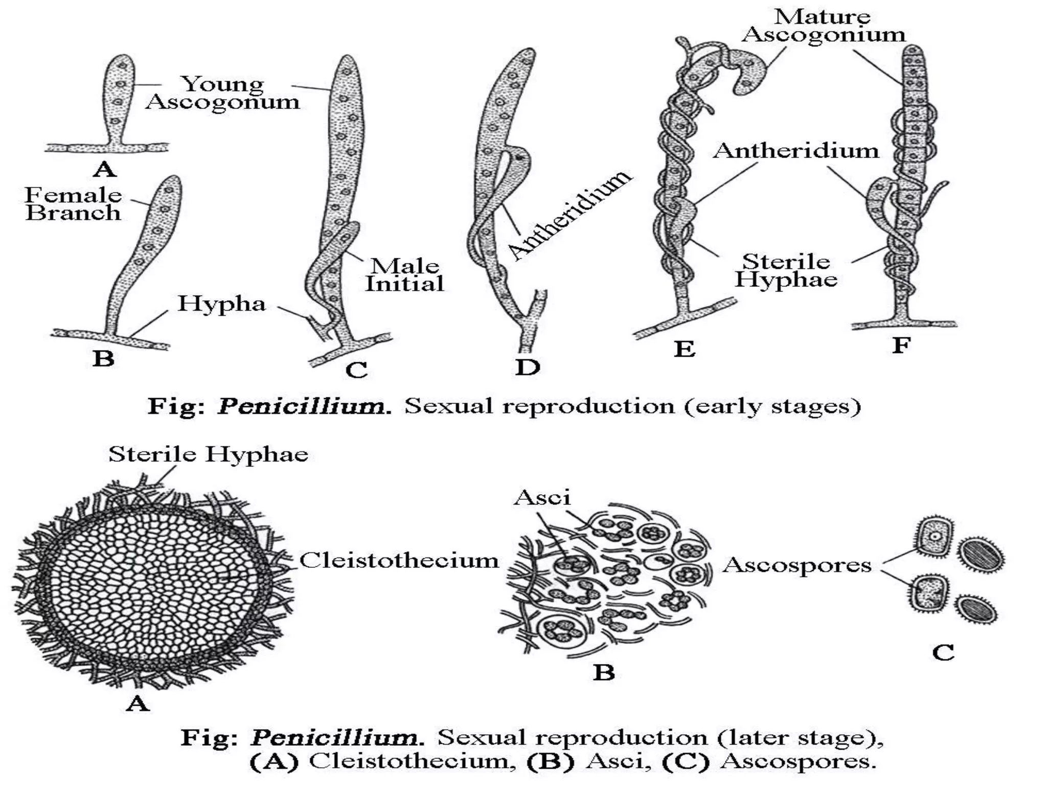 Penicillium structure and reproduction | PPT
