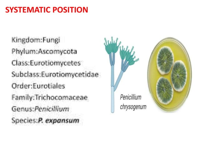 Penicillium structure and reproduction | PPT | Biological Sciences ...