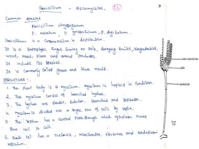 Penicillium structure and reproduction | PPT | Biological Sciences ...