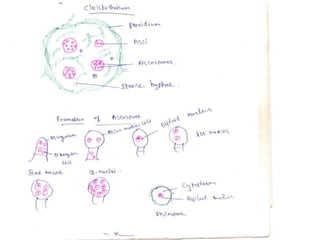Penicillium structure and reproduction | PPT