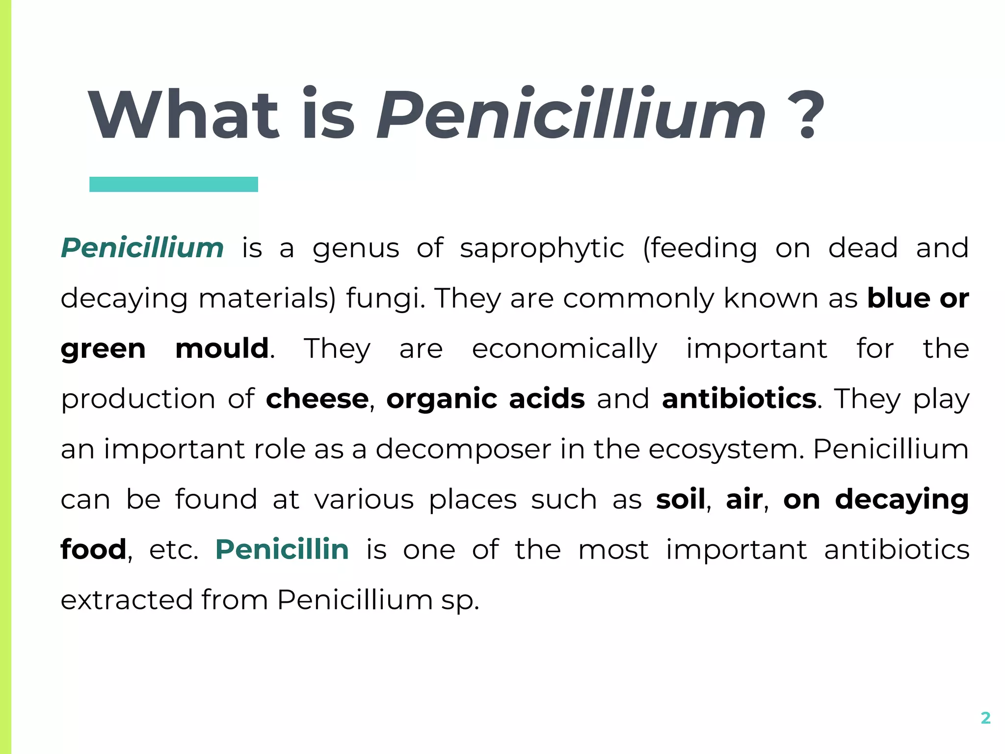 Fungi Penicillium ppt | PPTX