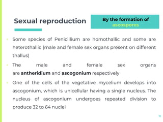 Fungi Penicillium ppt | PPTX