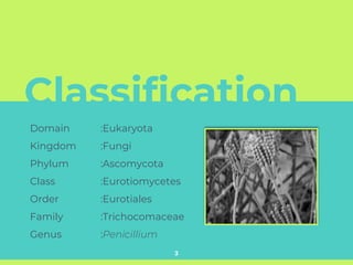 Fungi Penicillium ppt | PPTX