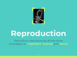 Fungi Penicillium ppt | PPTX