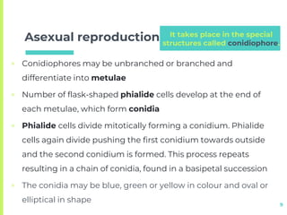 Fungi Penicillium ppt | PPTX