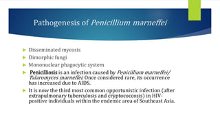 PENICILLOSIS.pptx
