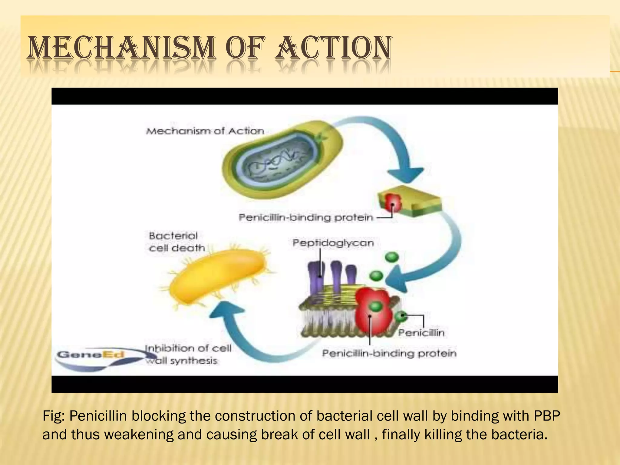 Story of penicillin | PPTX
