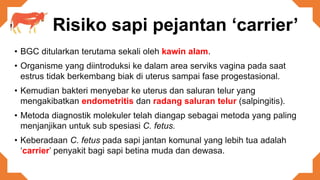 Penilaian Risiko Masuknya BGC Melalui Sapi Jantan Dari Australia ...